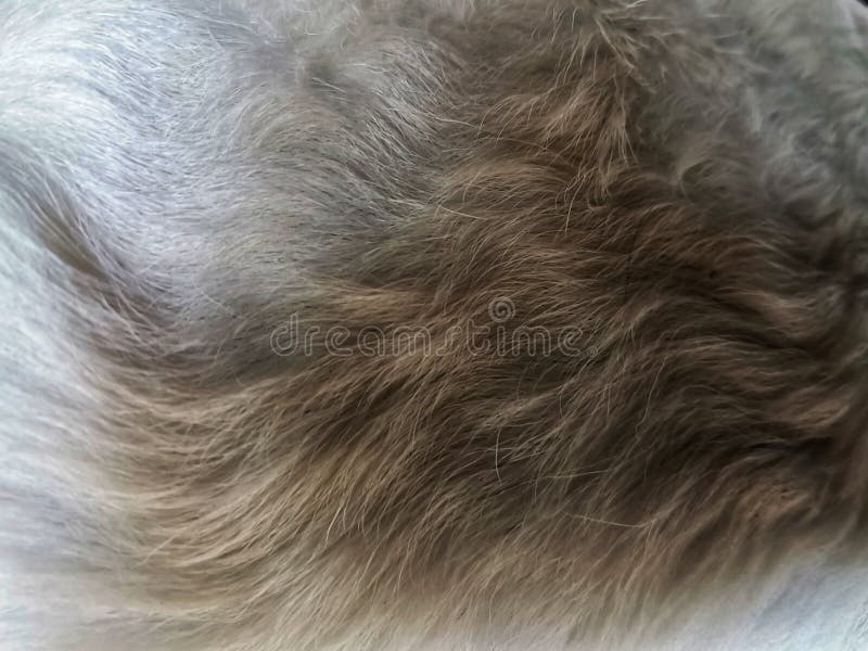 Goat fur is pure white stock photo. Image of head, hair - 305060210