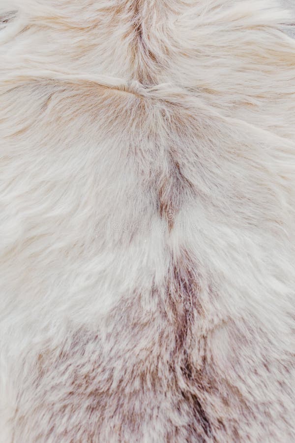 Goat fur texture stock image. Image of bright, decoration - 134215075