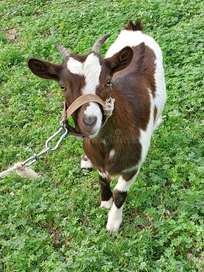 The goat in the garden stock photo. Image of mammal - 237520214