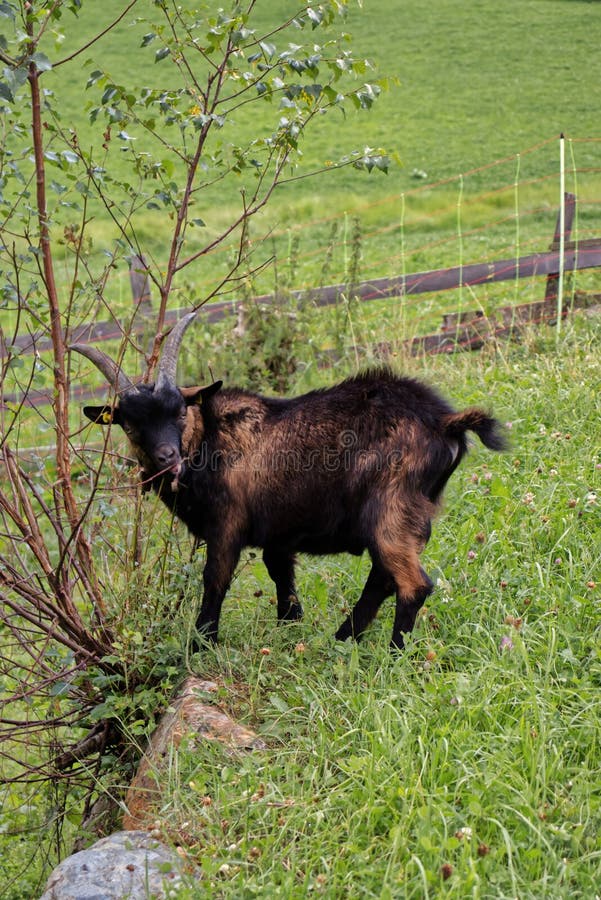 A goat in a garden stock photo. Image of mammal, domestic - 356487942