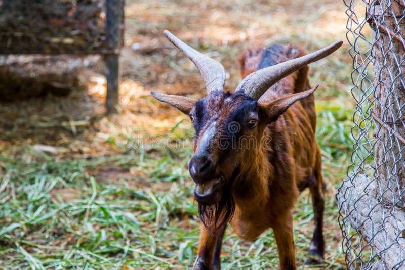 Goat in the Garden, Goatin the Nature Habitat Stock Photo - Image of ...