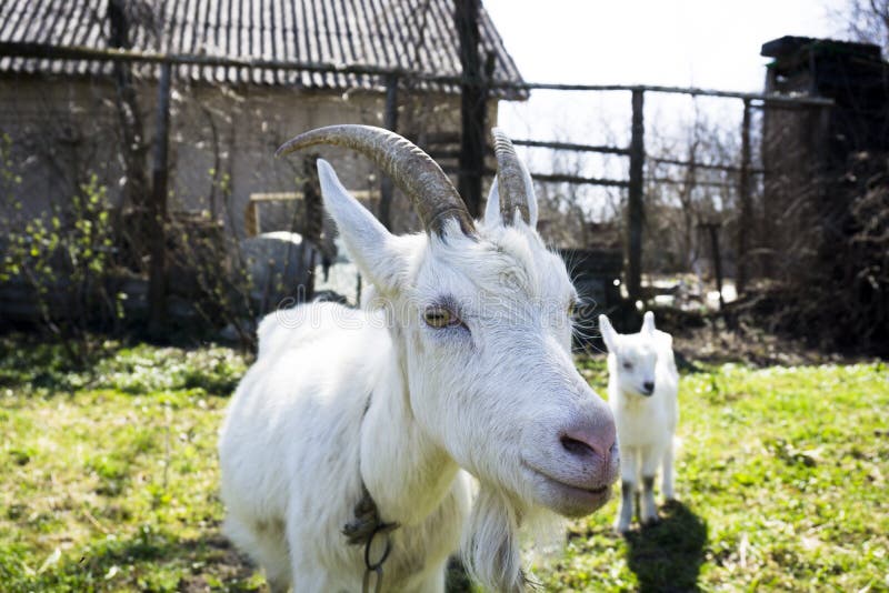 Goat in the garden stock image. Image of goat, nature - 54955959