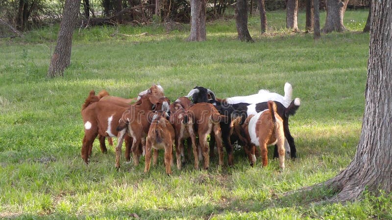 Goat Gathering stock photo. Image of together, goats - 115934420