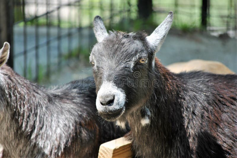 Goat stock photo. Image of look, back, thick, goat, animal - 76902230