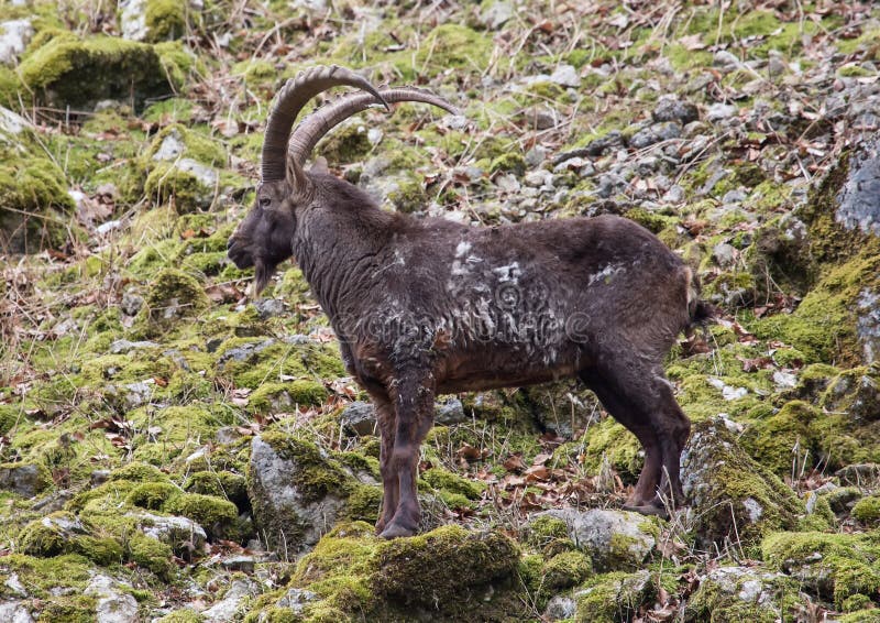 A Goat at a German Deer Park in Summer Stock Image - Image of chamois ...