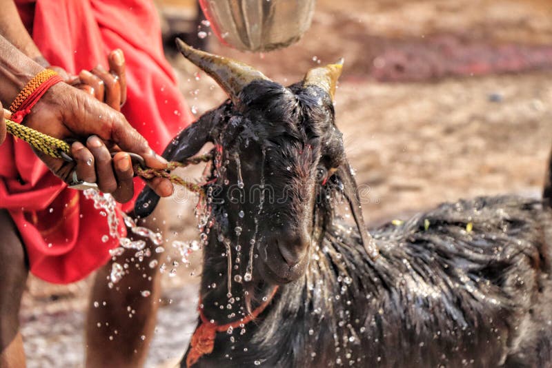 Goat is getting Ready stock photo. Image of bath, sheep - 111698098