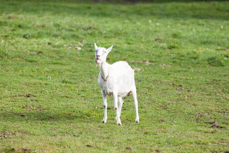 Goat Watching in Green Grass Stock Image - Image of outdoor, face ...