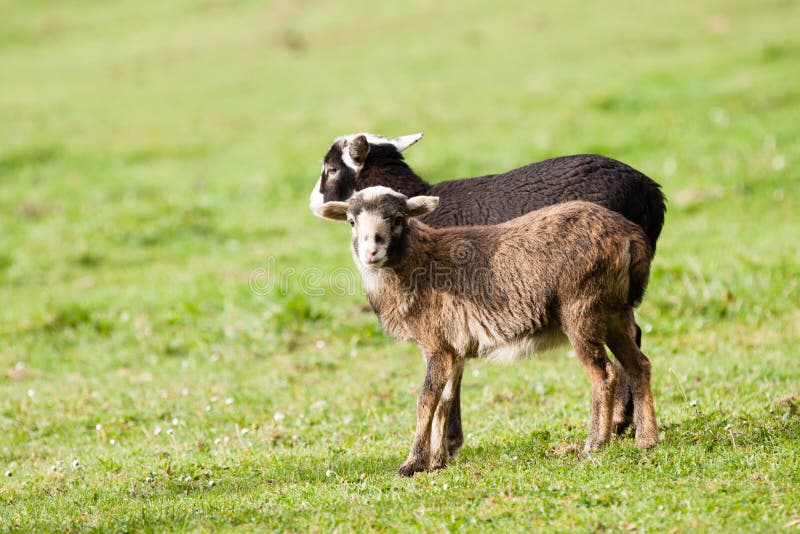 Goat Watching in Green Grass Stock Image - Image of outdoor, face ...