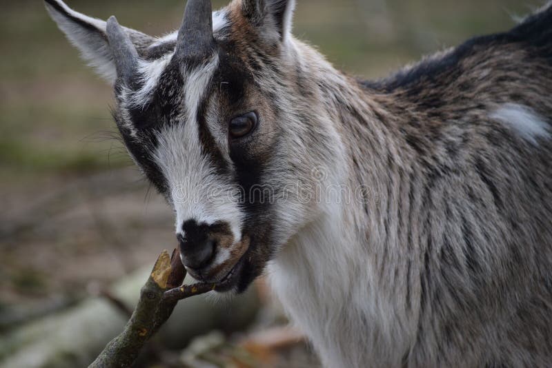 Goat gnaws on a Branch stock photo. Image of westafrican - 141894766