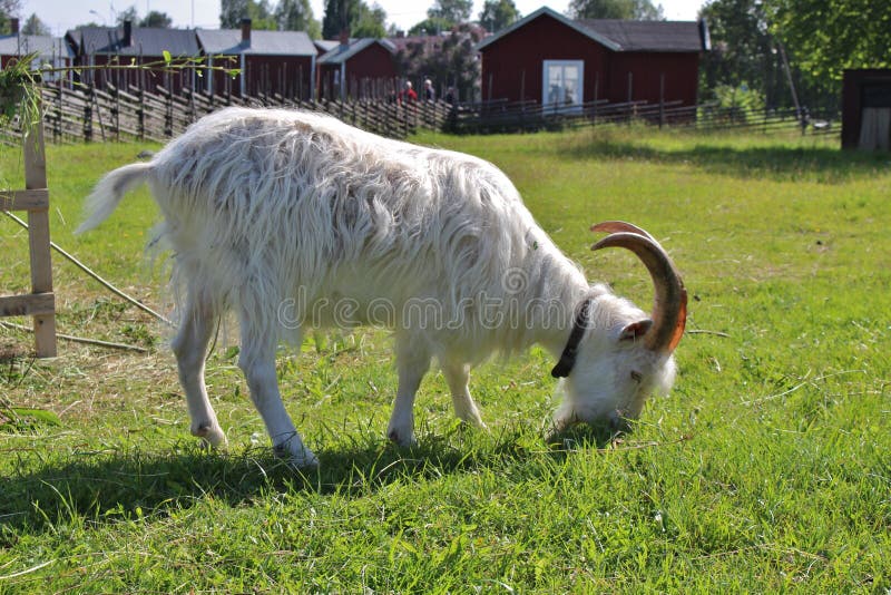 Goat stock image. Image of beautiful, gnan, mowers, combine - 61623361