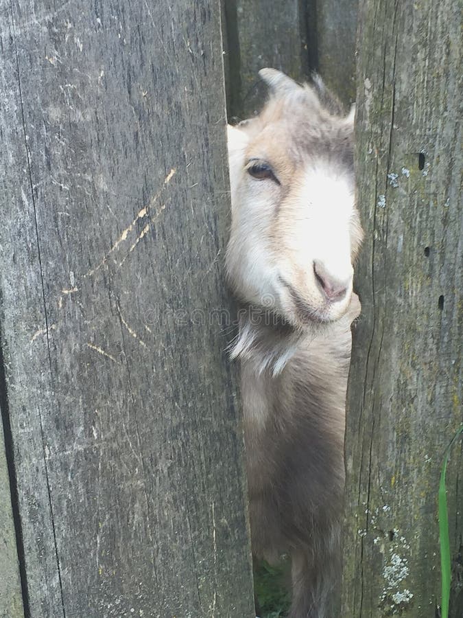 Goat stock image. Image of peeking, fence, goat - 367630345