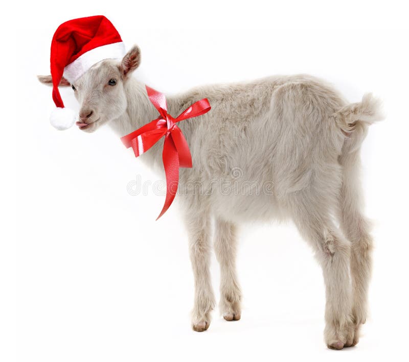 Goat stock photo. Image of isolation, farm, easter, goat - 98594404