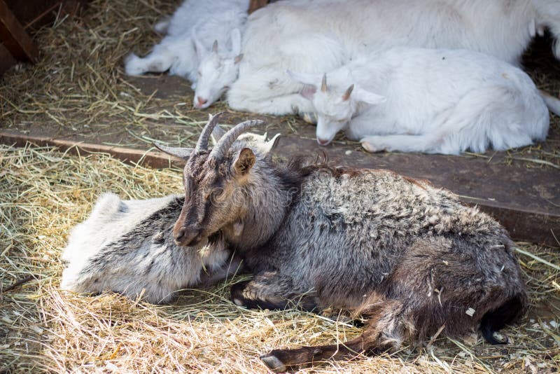 Goat with a goat sleeping stock image. Image of close - 144268887