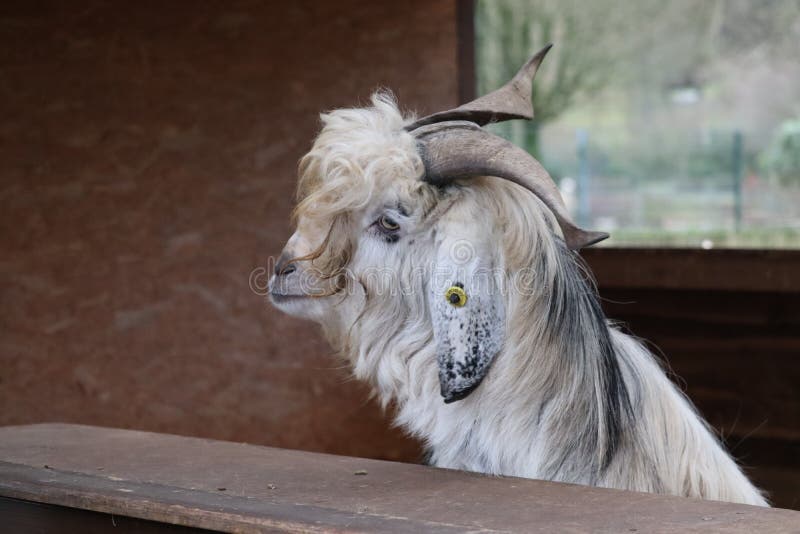 Goat stock image. Image of horse, bovine, mane, spotted - 265526733