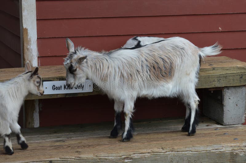 Goat stock image. Image of edge, farm, curious, attraction - 91730997