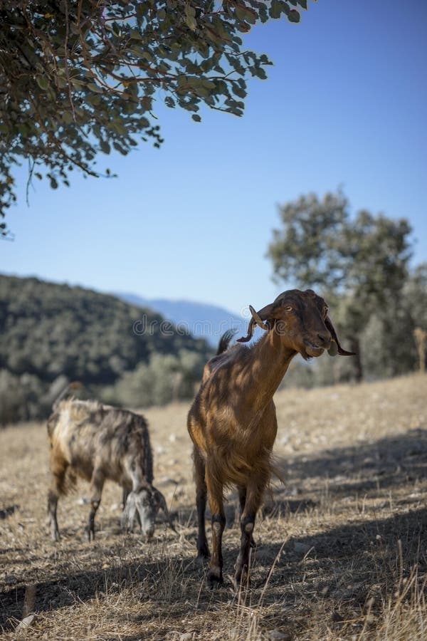 Goat stock image. Image of goats, farm, livestock, grazing - 76953761