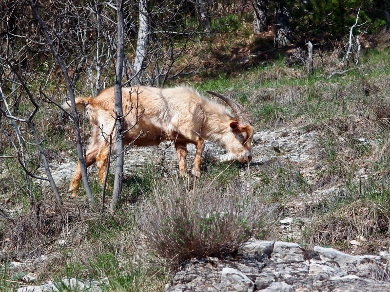 Goat stock photo. Image of horned, freedom, scene, environment - 31406490