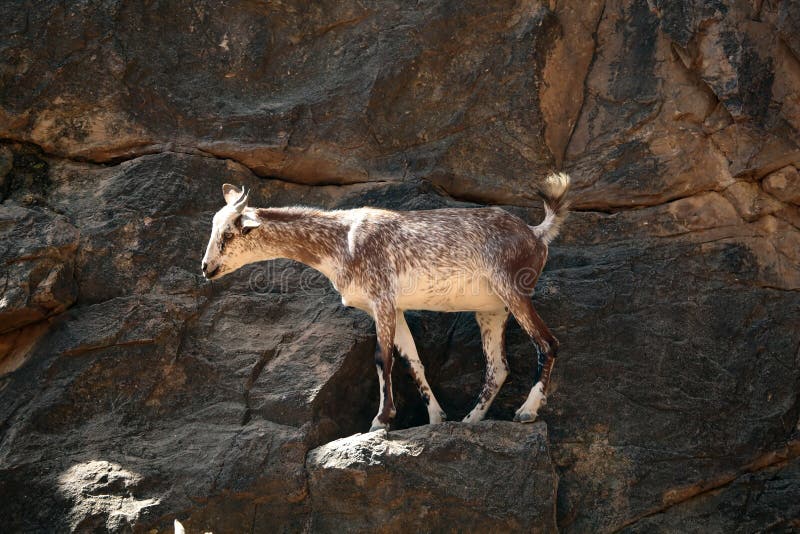 Goat stock image. Image of nosy, mammals, animal, breeds - 51332285