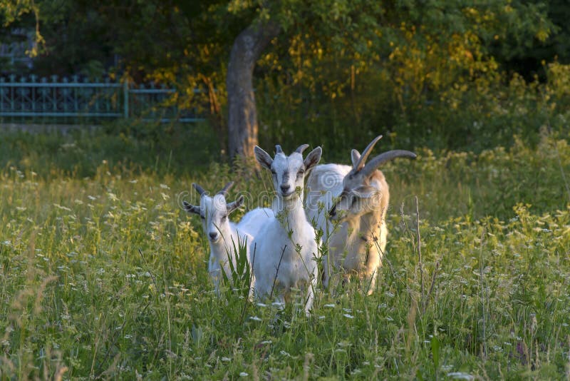 Goat and goats stock image. Image of females, pasture - 60761217