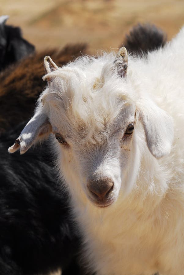 Goat in the Gobi Desert, Mongolia Stock Photo - Image of animal, cattle ...