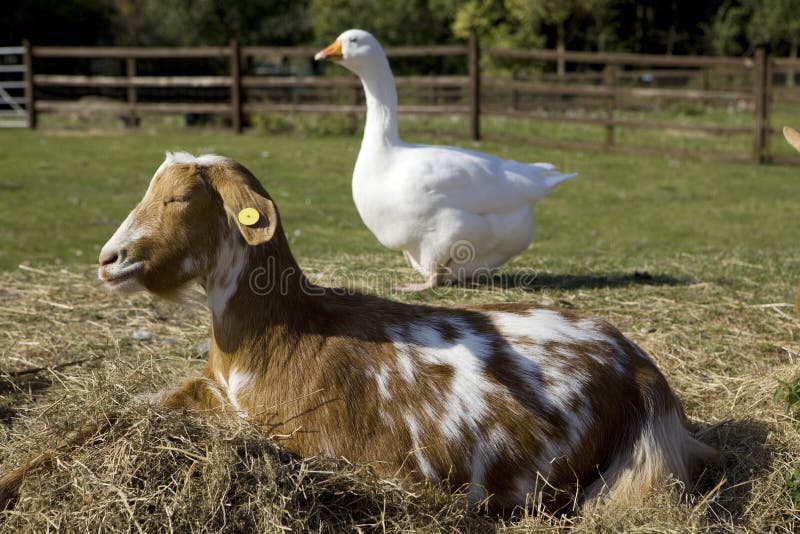 Goat and goose stock photo. Image of livestock, eyes - 11274120