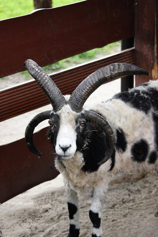 102 Goat Four Horns Stock Photos - Free & Royalty-Free Stock Photos ...