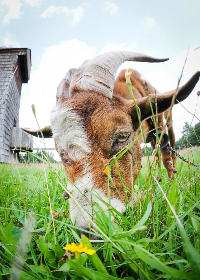 Goat on the grass stock photo. Image of funny, farming - 28153974