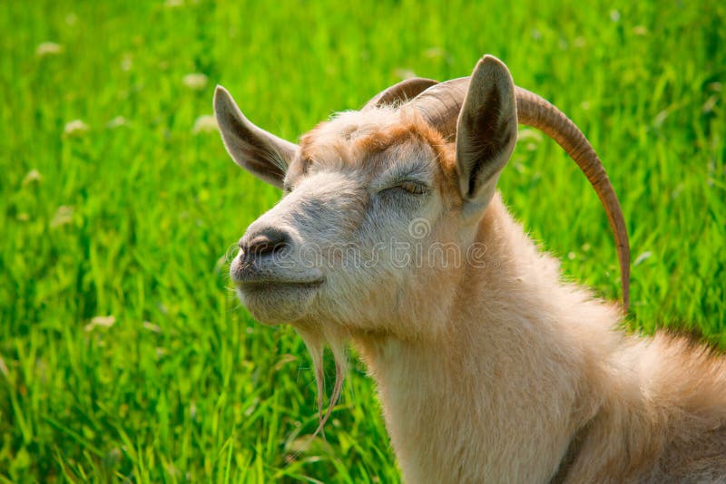 Goat in the grass stock image. Image of animal, grass - 6199269