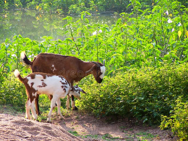 Goat on grass stock image. Image of care, fresh, fertile - 6868583