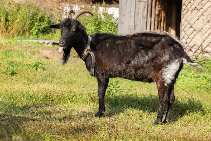 Goat on grass stock image. Image of cattle, baby, breed - 231951407