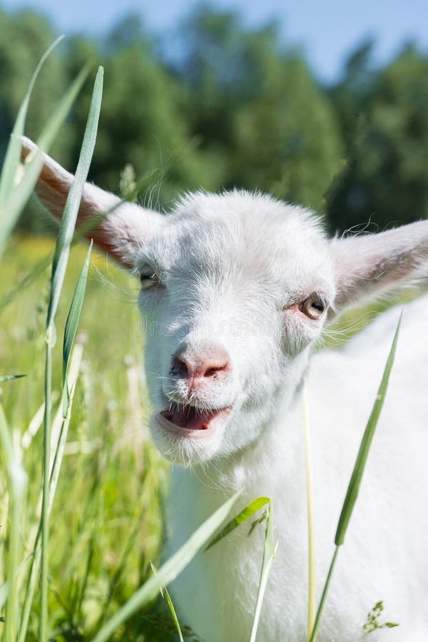 Goat on grass stock image. Image of animal, country - 155100307