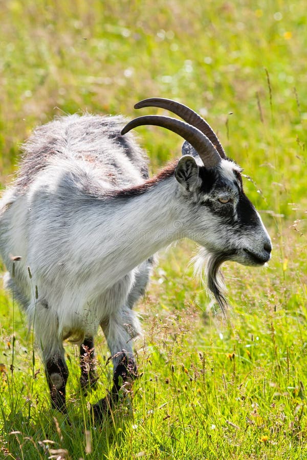 Goat in the grass stock image. Image of outdoors, grass - 43853709