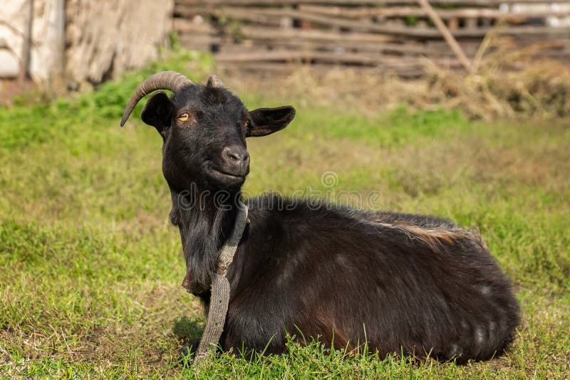Goat on grass stock photo. Image of animals, milk, agriculture - 231949120