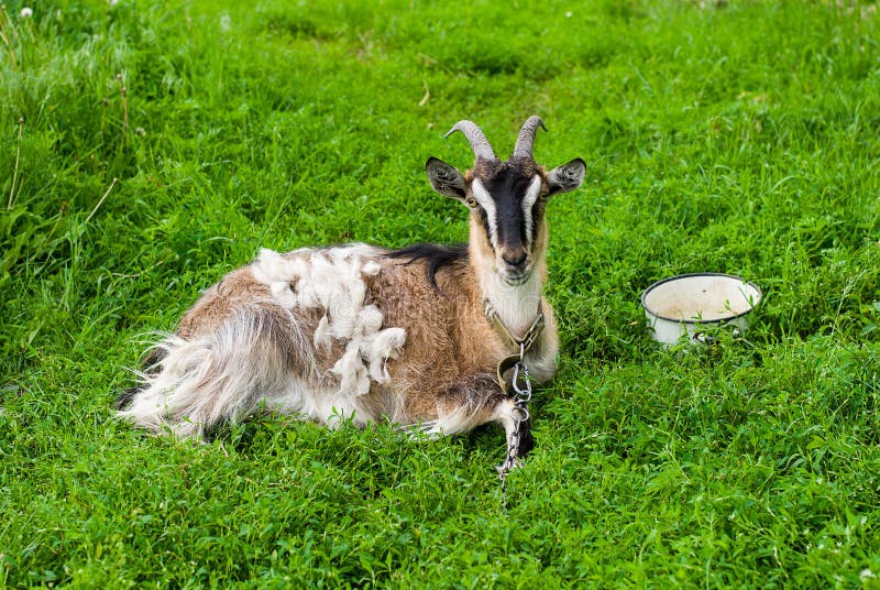 Goat on the Grass in the Pasture Stock Image - Image of pelage ...