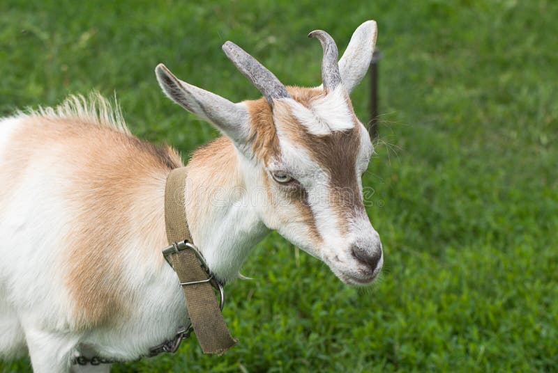 Goat on the Grass in the Pasture Stock Image - Image of grow, village ...