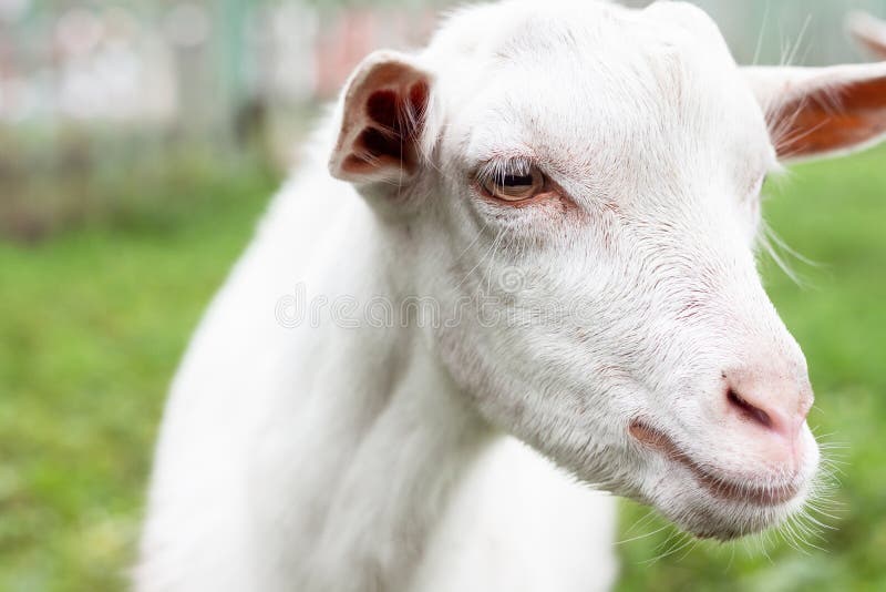 Goat on grass stock image. Image of animal, country - 155100307
