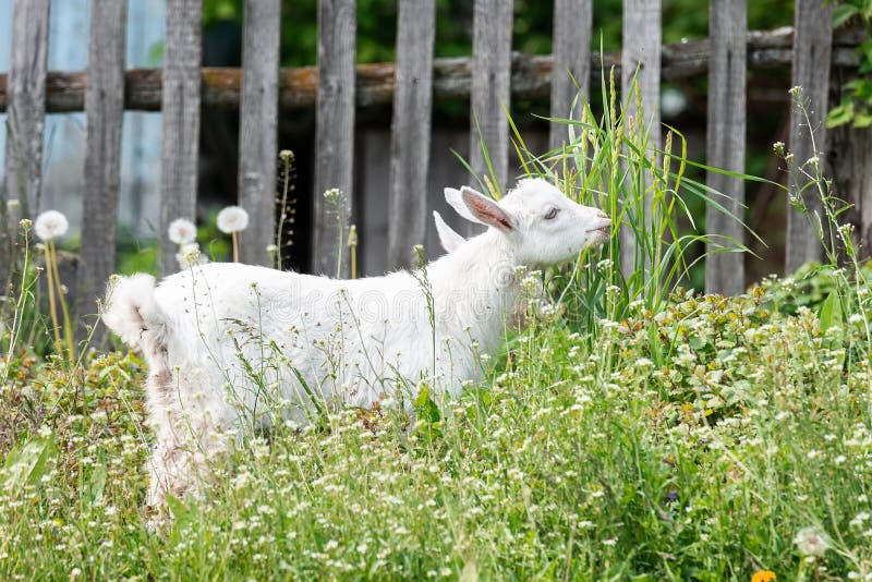 Goat on grass stock photo. Image of animals, mammal - 186854098