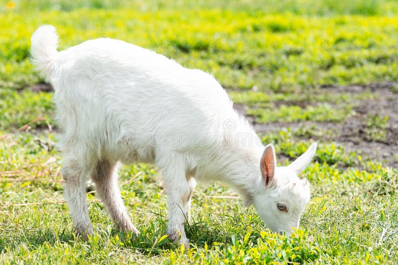 Goat on grass stock image. Image of cute, country, animals - 186854131