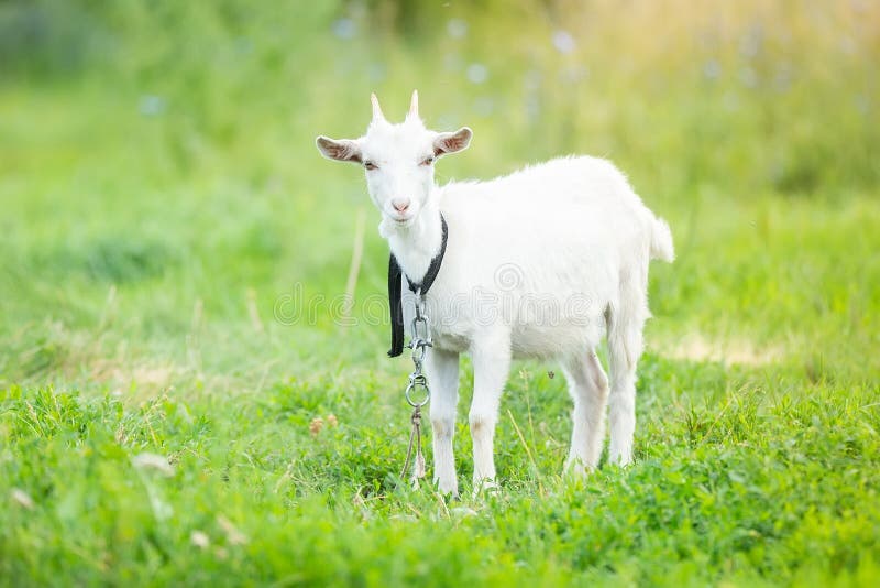 Goat on grass stock photo. Image of grazing, animal - 202909672