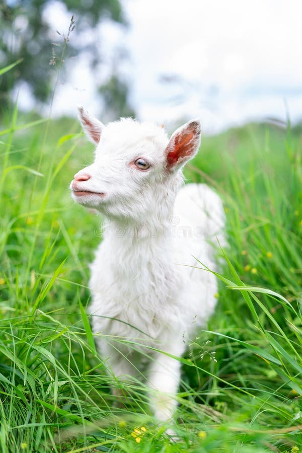 Goat on grass stock photo. Image of cute, baby, lamb - 221052792
