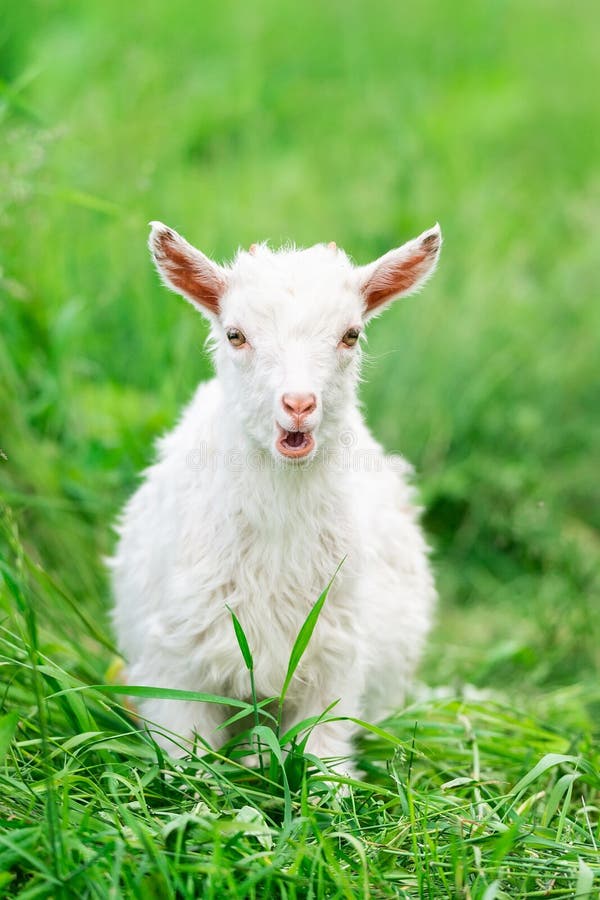 Goat on grass stock image. Image of animal, country - 155100307