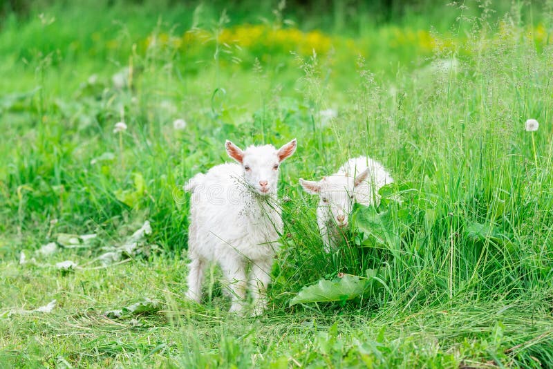 Goat on grass stock image. Image of animal, country - 155100307
