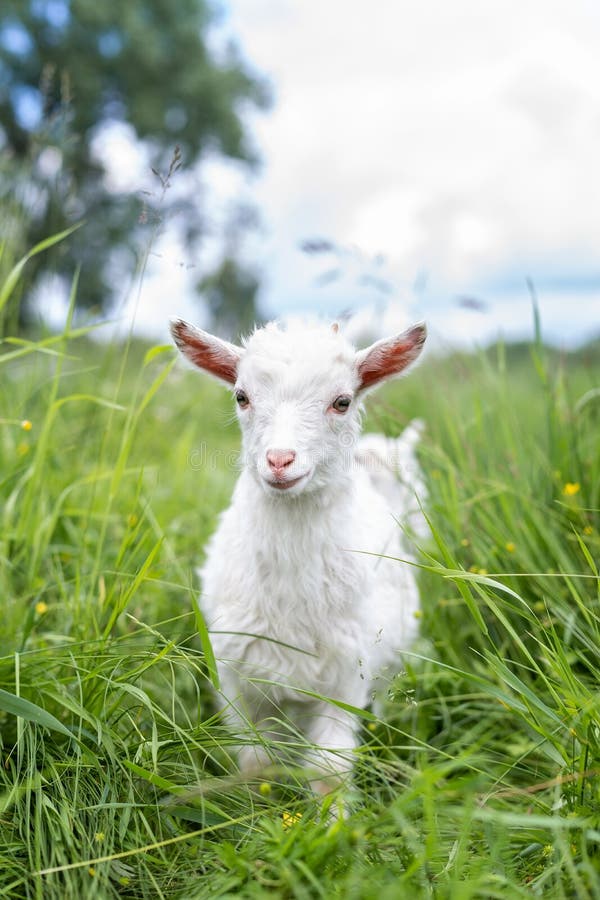 Goat on grass stock image. Image of animal, country - 155100307