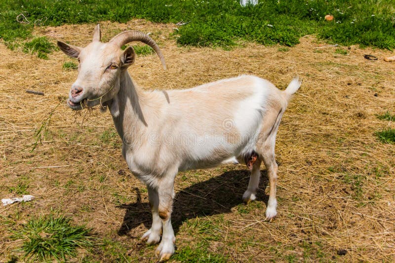 Goat in the grass stock photo. Image of livestock, meadow - 76104902