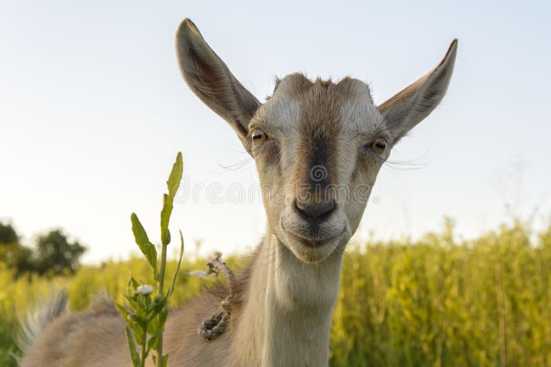 Goat in the grass stock image. Image of goat, grass, face - 62158081