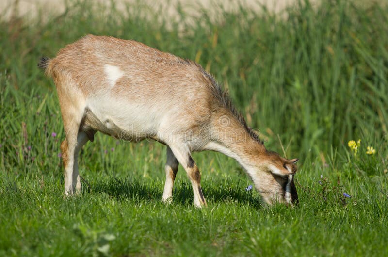 Goat graze stock image. Image of rural, nature, alone - 38512453