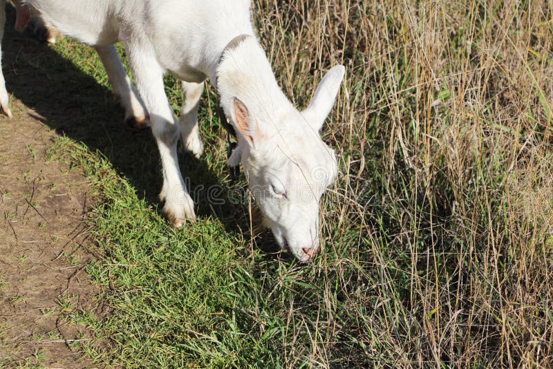 The Goat is Grazed in the Fall Stock Image - Image of green ...