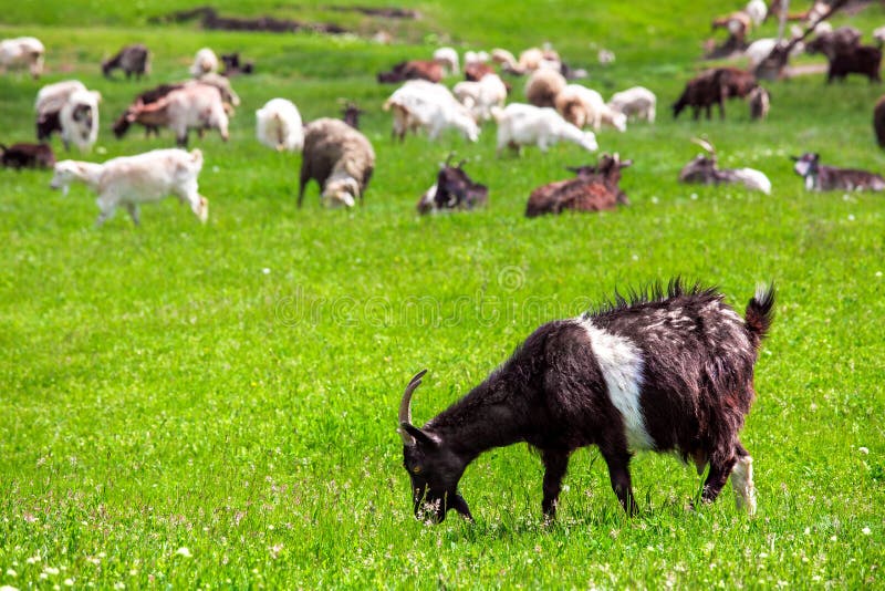 The goat is grazed. stock image. Image of meadow, lawn - 71305923