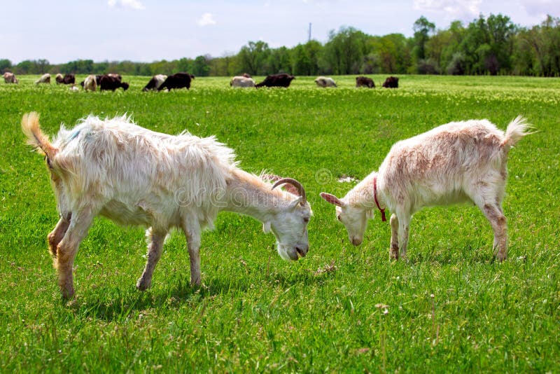 The Goat is Grazed on a Grass. Stock Photo - Image of white, goat ...