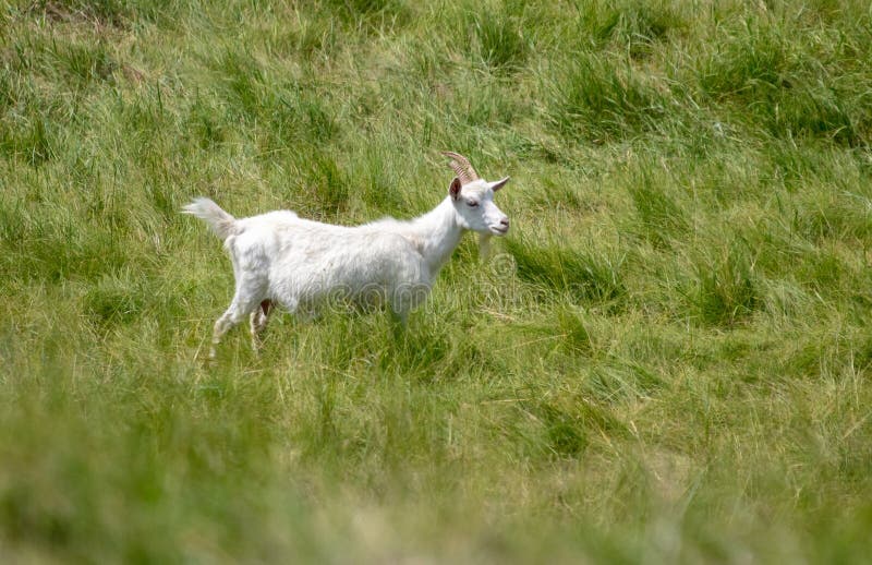 The Goat Grazes in the Green Grass. Stock Image - Image of farming ...